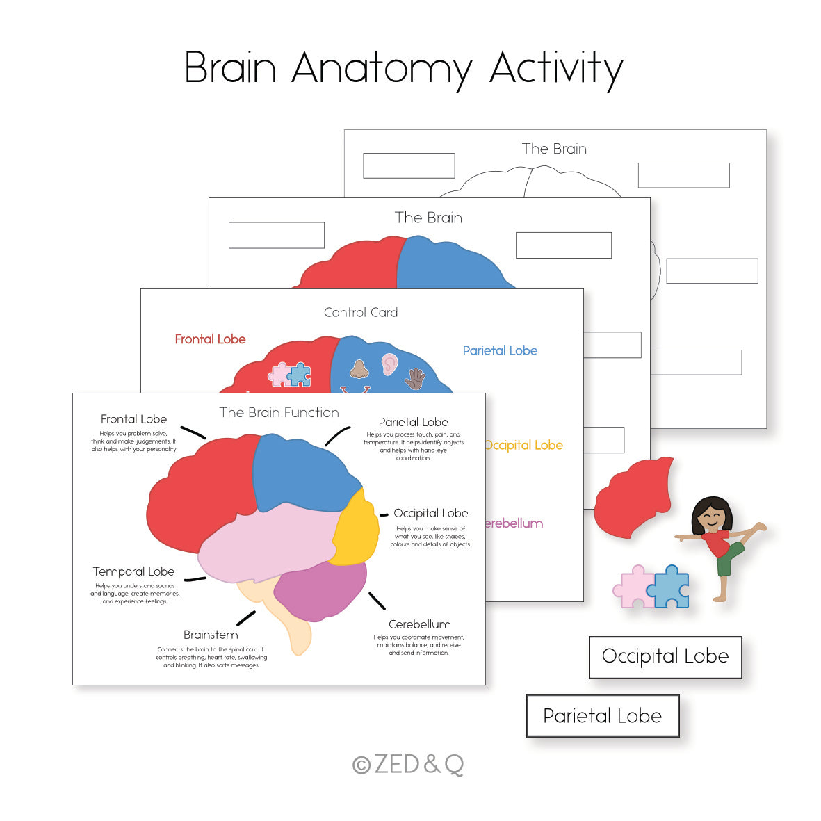 Brain Anatomy Puzzle Template – Zed&Q
