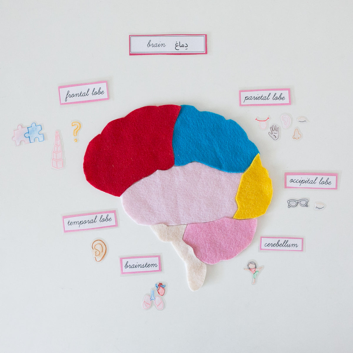 Brain Anatomy Puzzle Template – Zed&Q
